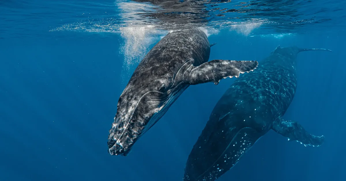 Scuba Diving & Snorkeling - ‘Oro Paraoa